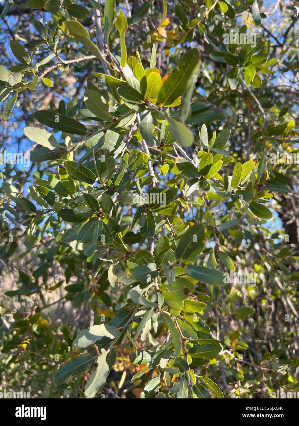 Engelmann oak (Quercus engelmannii), Plantae, Orange County, CA, USA ...
