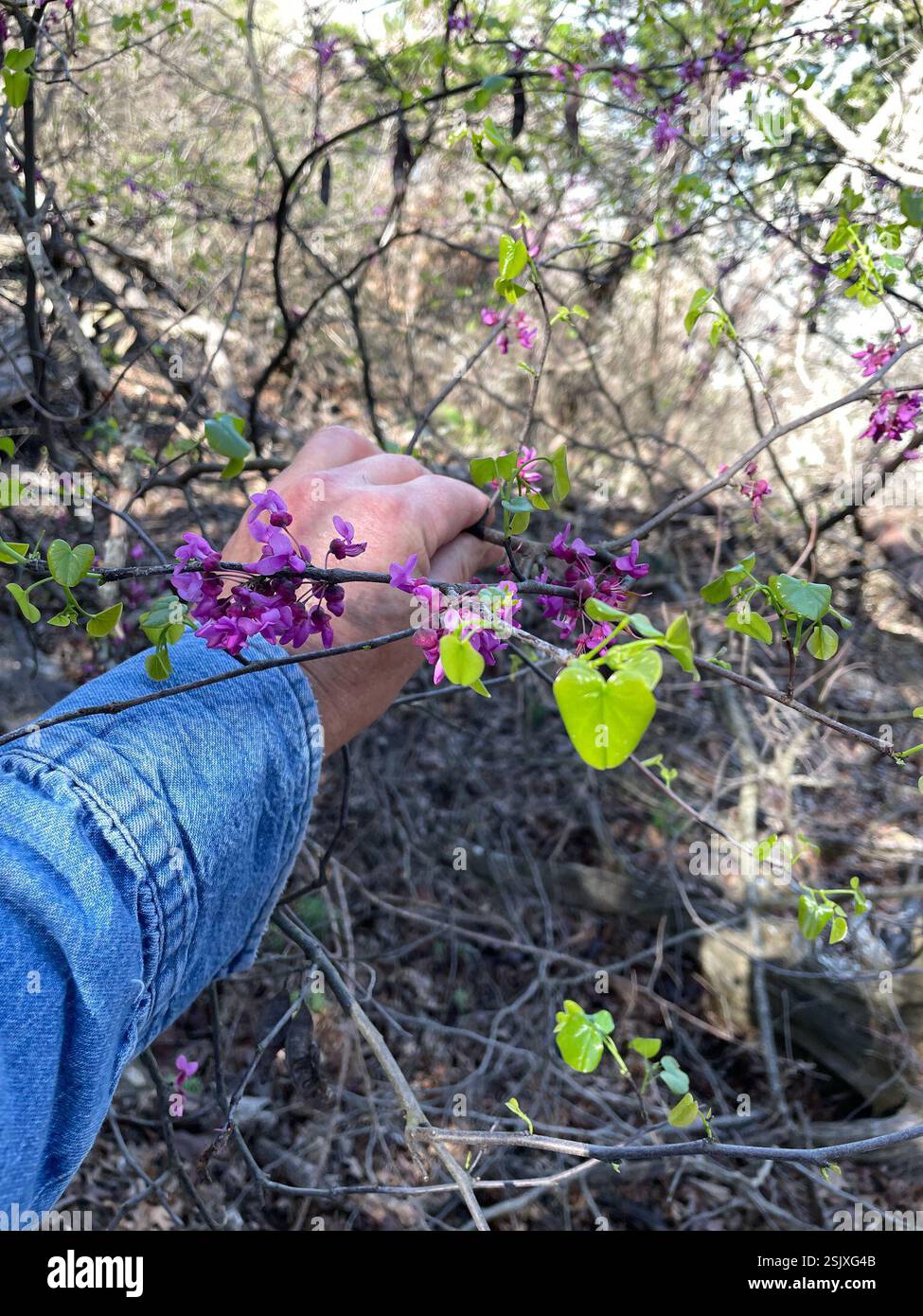 Texas redbud (Cercis canadensis texensis), Plantae, Temple, TX, US ...