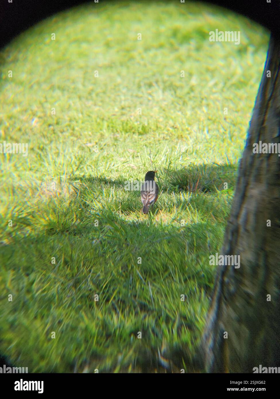 American Robin (Turdus migratorius), Aves, 22430 Tijuana, Baja ...