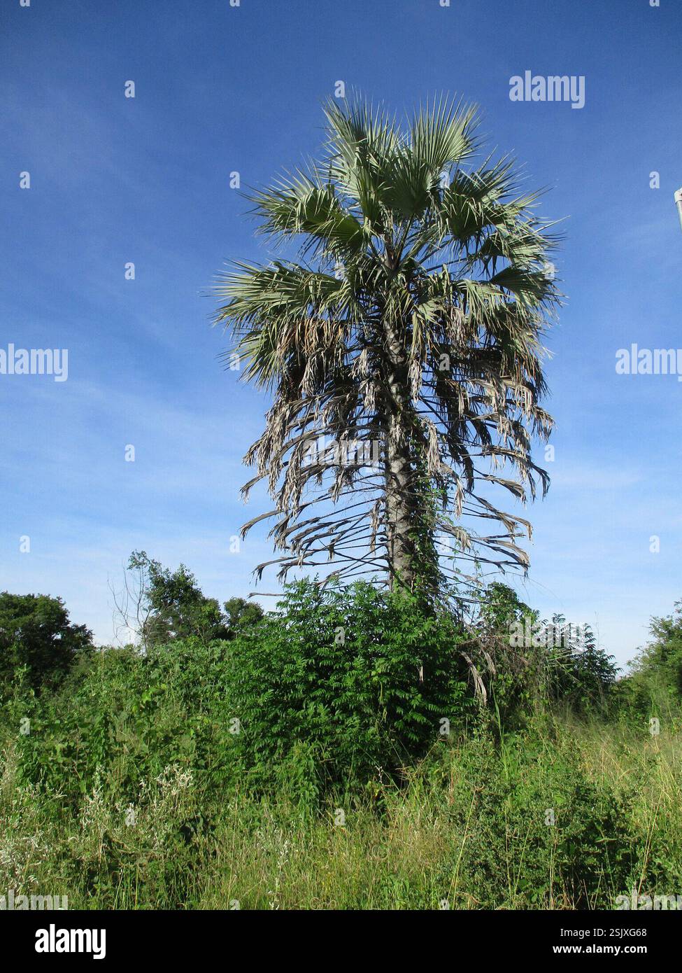Makalani Palm (Hyphaene petersiana), Plantae, Katima Mulilo, Namibia ...