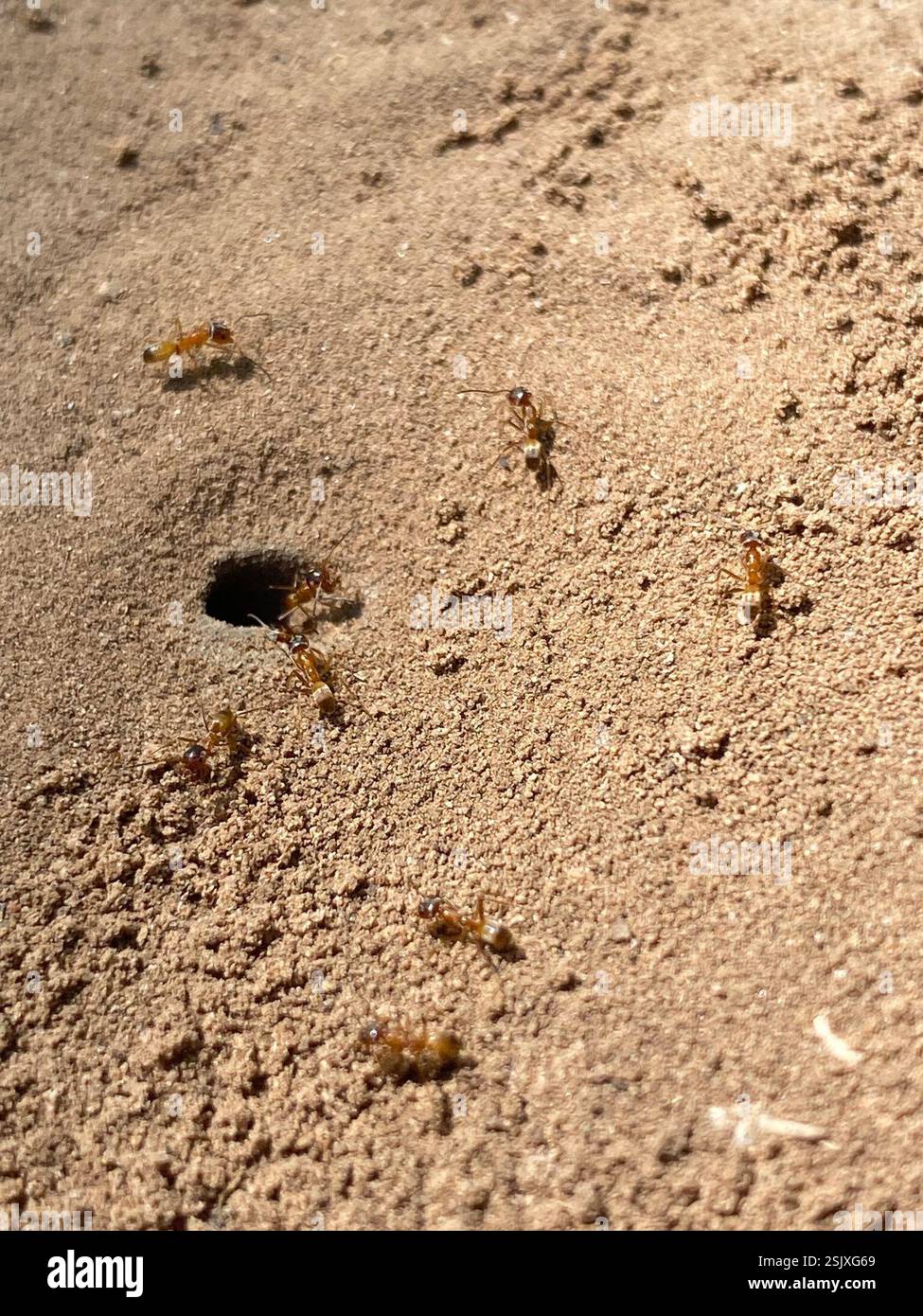 Yellow Pyramid Ant (Dorymyrmex flavus), Insecta, Roy G. Guerrero ...