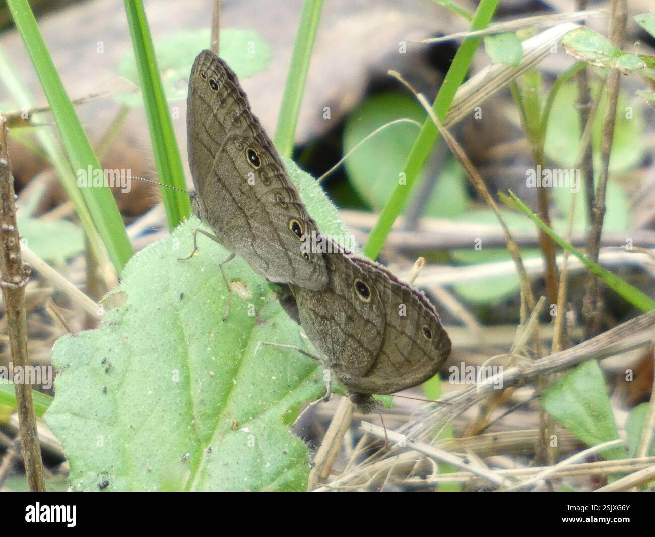 Carolina Satyr (Hermeuptychia sosybius), Insecta, River Rd. Preserve ...