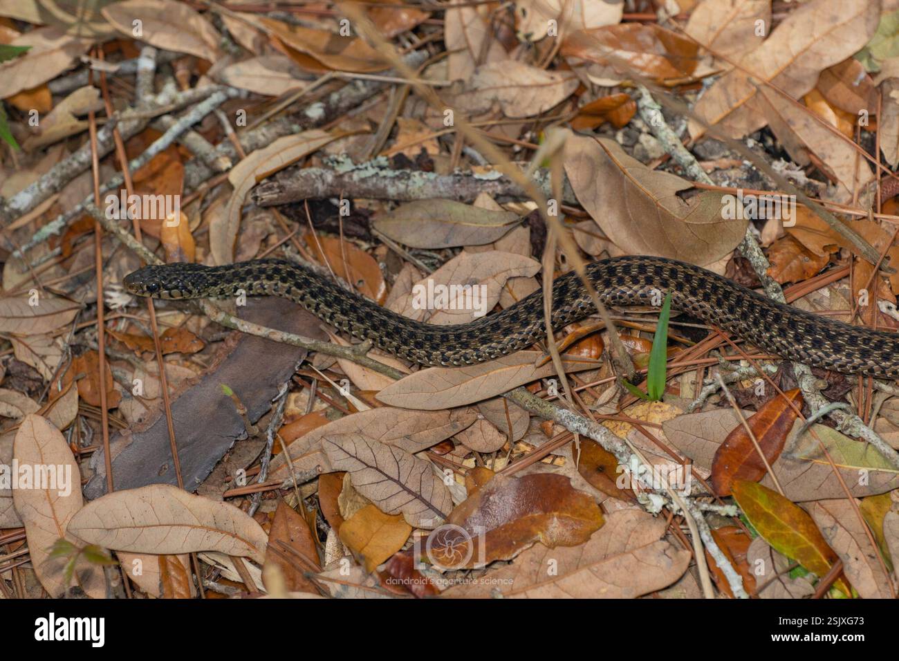 Common Garter Snake (Thamnophis sirtalis), Reptilia, Chimney Lakes ...