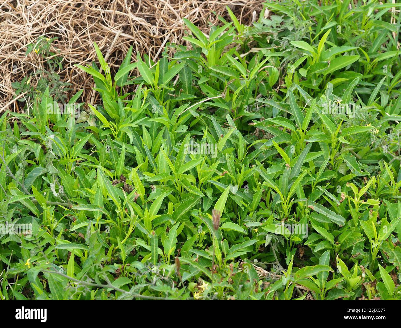 Water Morning Glory (Ipomoea aquatica), Plantae, 台灣嘉義縣 Stock Photo - Alamy