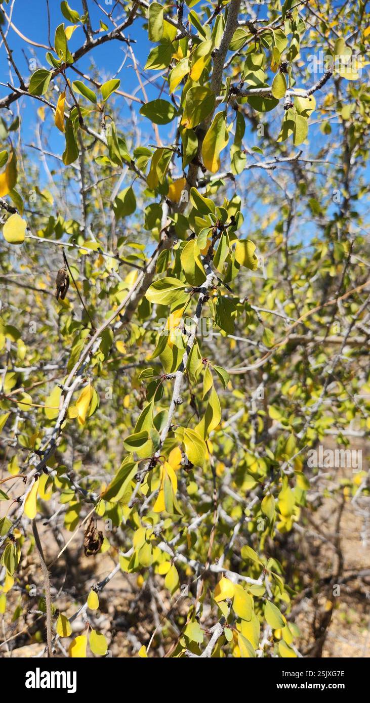 (Colubrina viridis), Plantae, Loreto, MX-BS, MX Stock Photo - Alamy