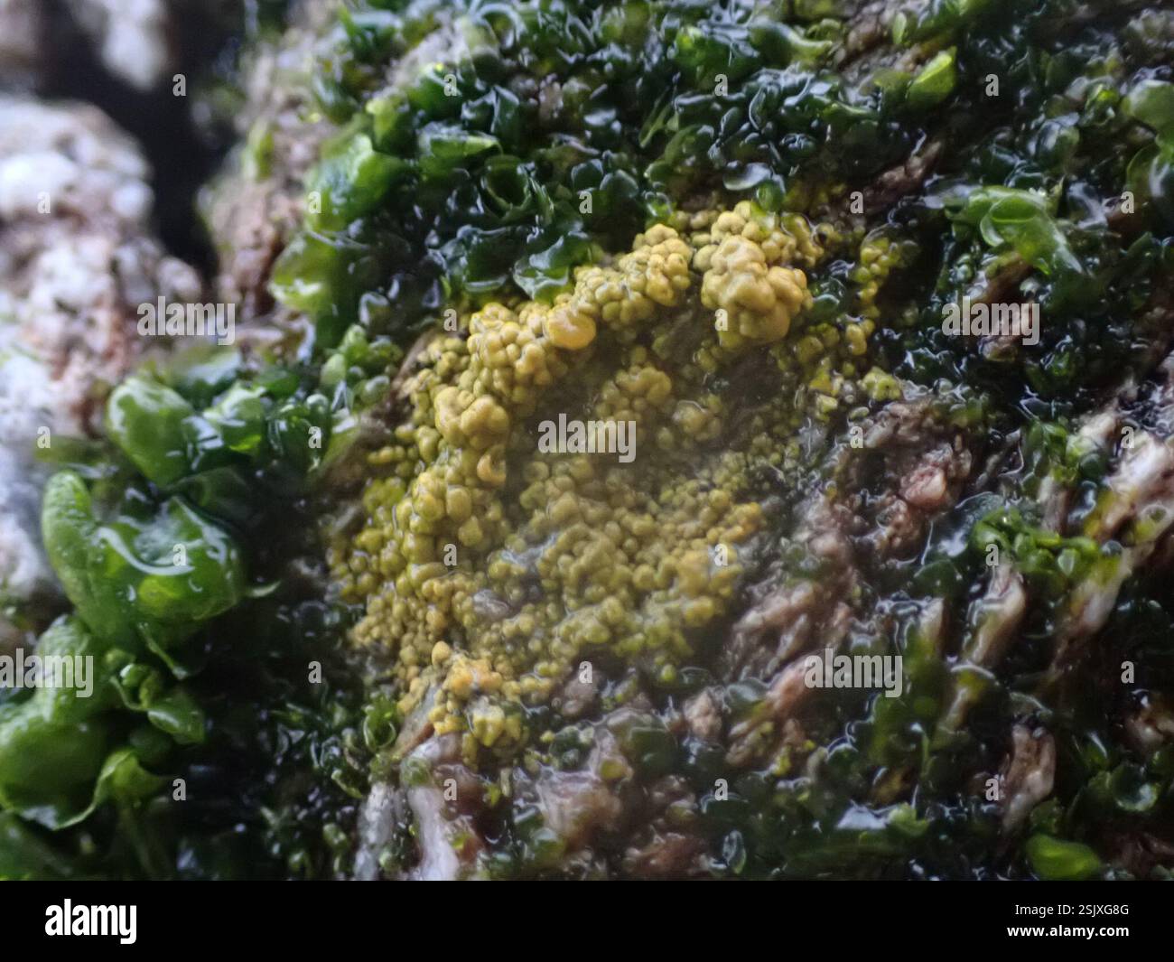 common lichens (Lecanoromycetes), Fungi, Capital, BC, Canada, In the ...