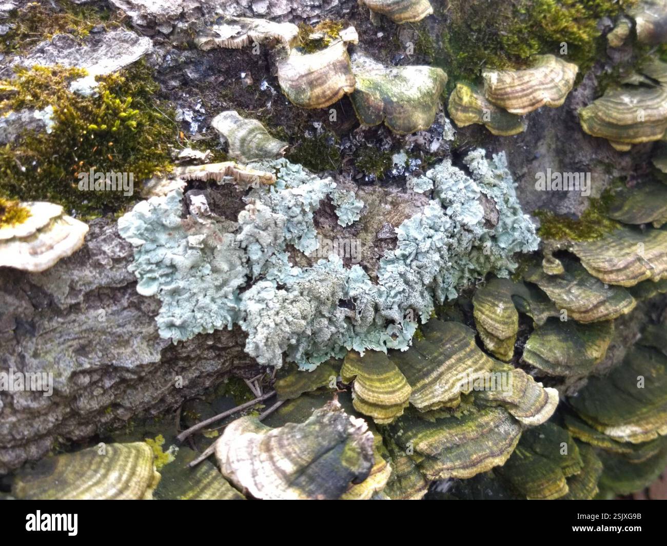 typical shield lichens (Parmelioideae), Fungi, High Park Blvd ...