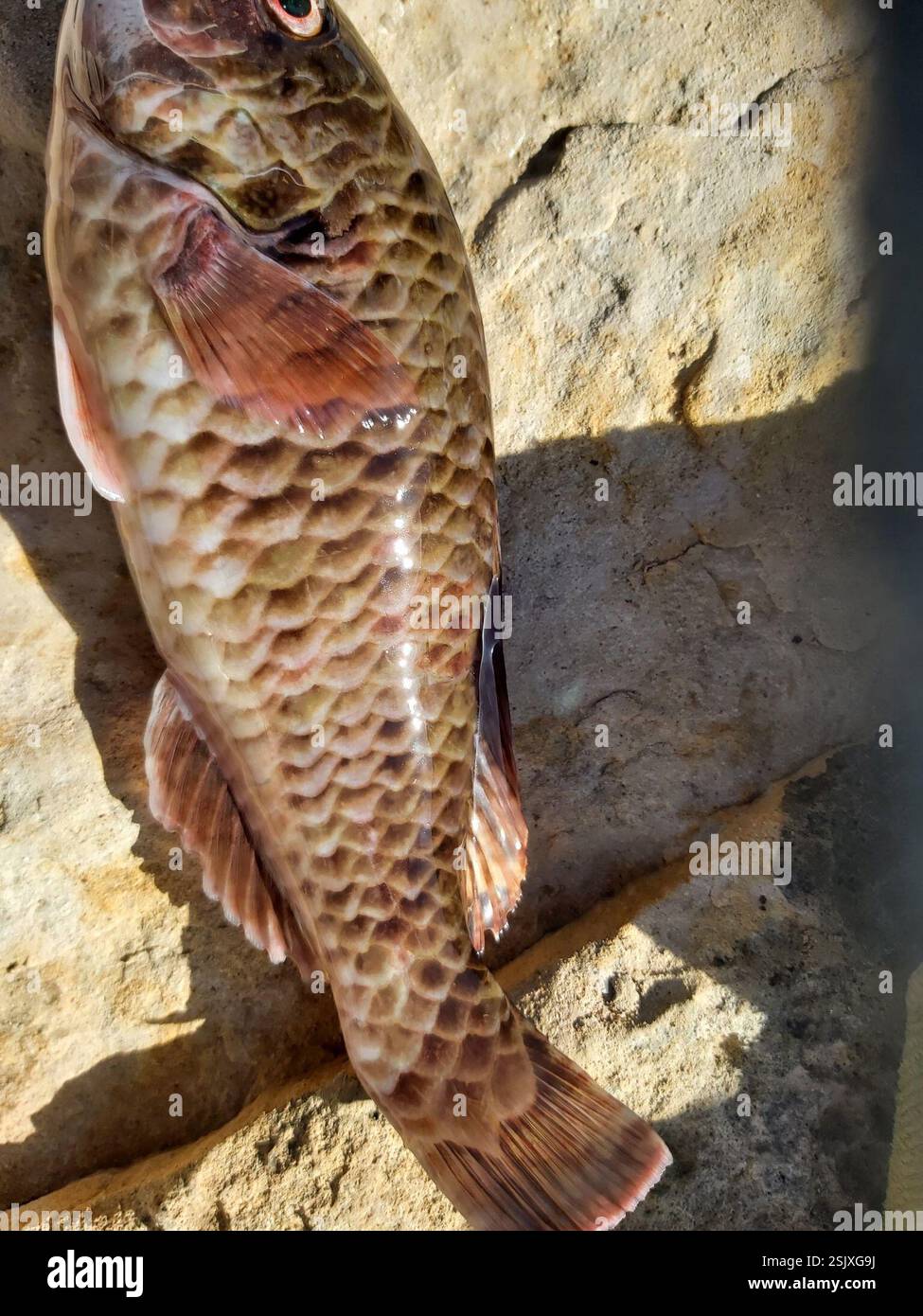 European Parrotfish (Sparisoma cretense), Actinopterygii, Malta Stock ...