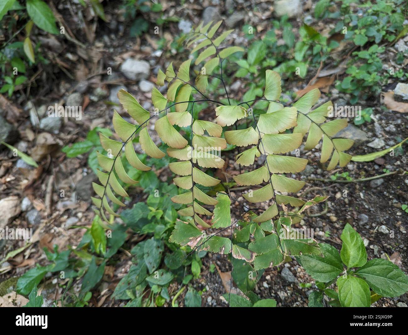 Diamond maidenhair fern (Adiantum trapeziforme), Plantae, Patulul ...
