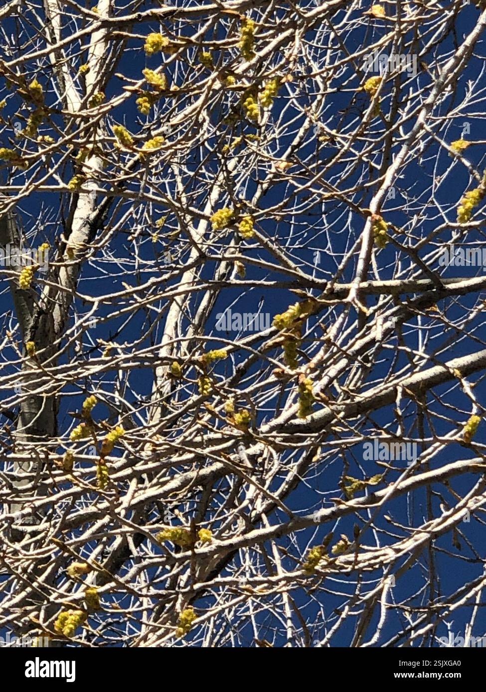 Fremont Cottonwood (Populus fremontii), Plantae, Watson Lake Park ...