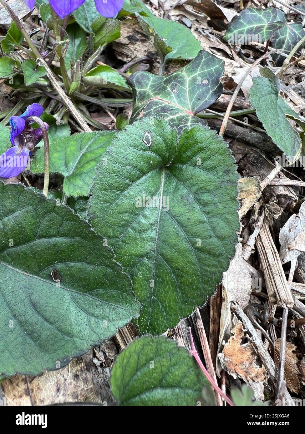 White Violet (Viola alba), Plantae, Grude, Federacija Bosne i ...