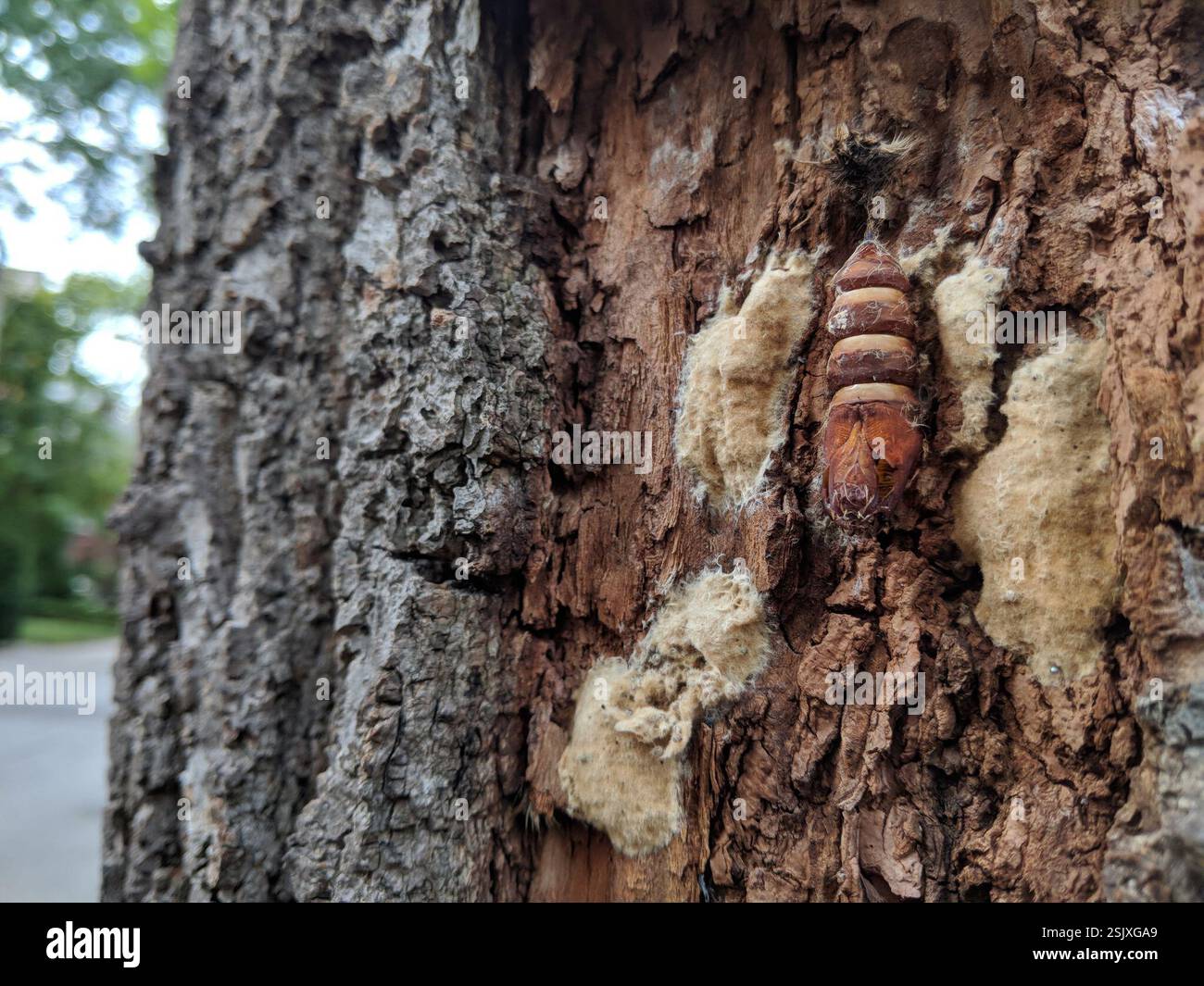 Spongy Moth (Lymantria dispar), Insecta, Rosedale-Moore Park, Toronto ...