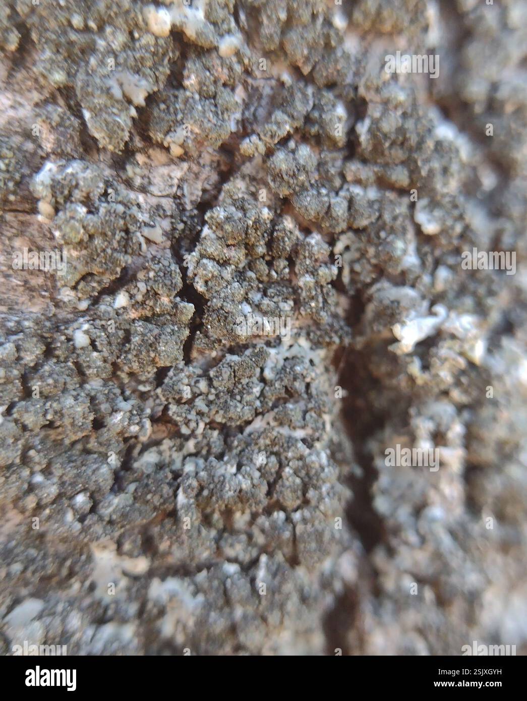 Common Clam Lichens (Hypocenomyce), Fungi, , On acer platanoides. Urban ...