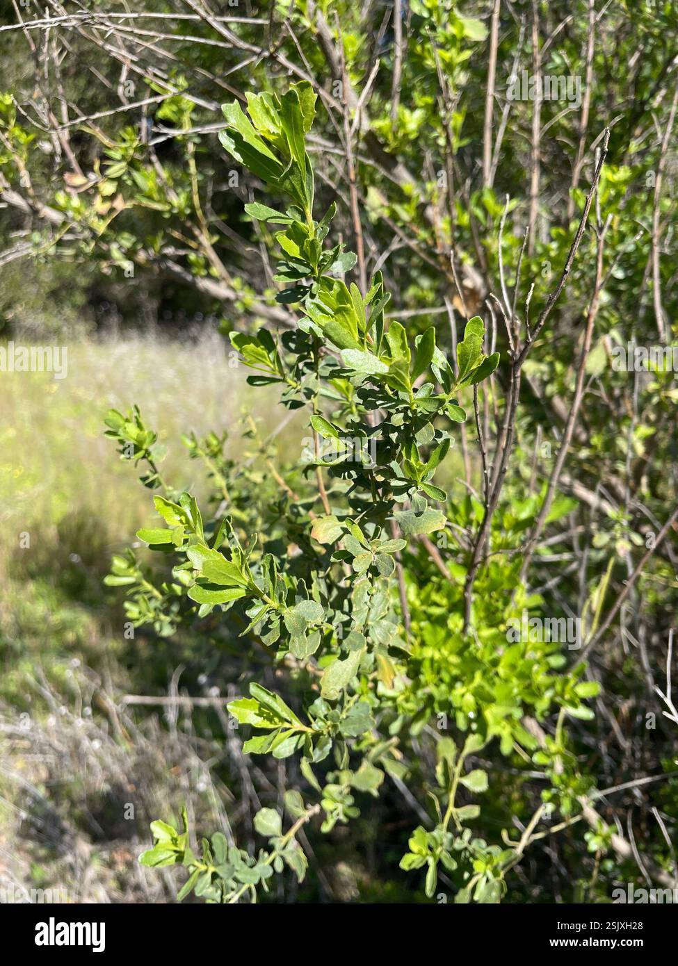 Chaparral Coyote Brush (Baccharis pilularis consanguinea), Plantae ...