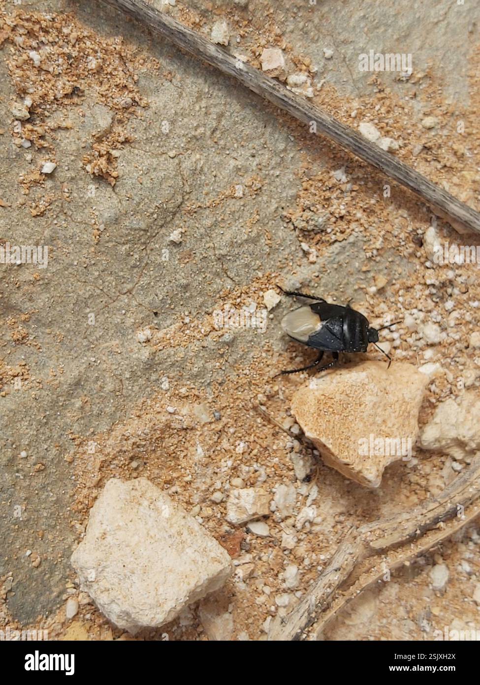 Black burrowing bug (Cydnus aterrimus), Insecta, L-Armier, Mellieħa ...