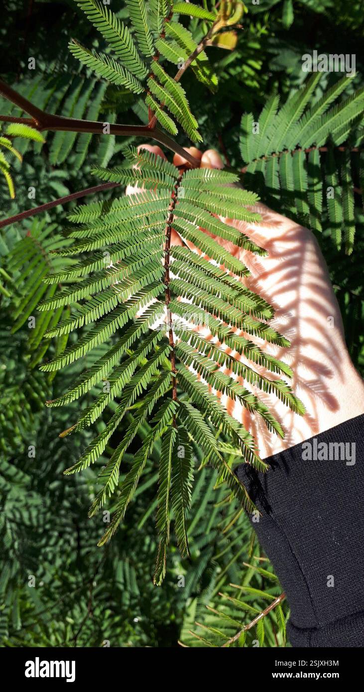 Plume Albizia (Paraserianthes lophantha), Plantae, Fairfield, Lower ...
