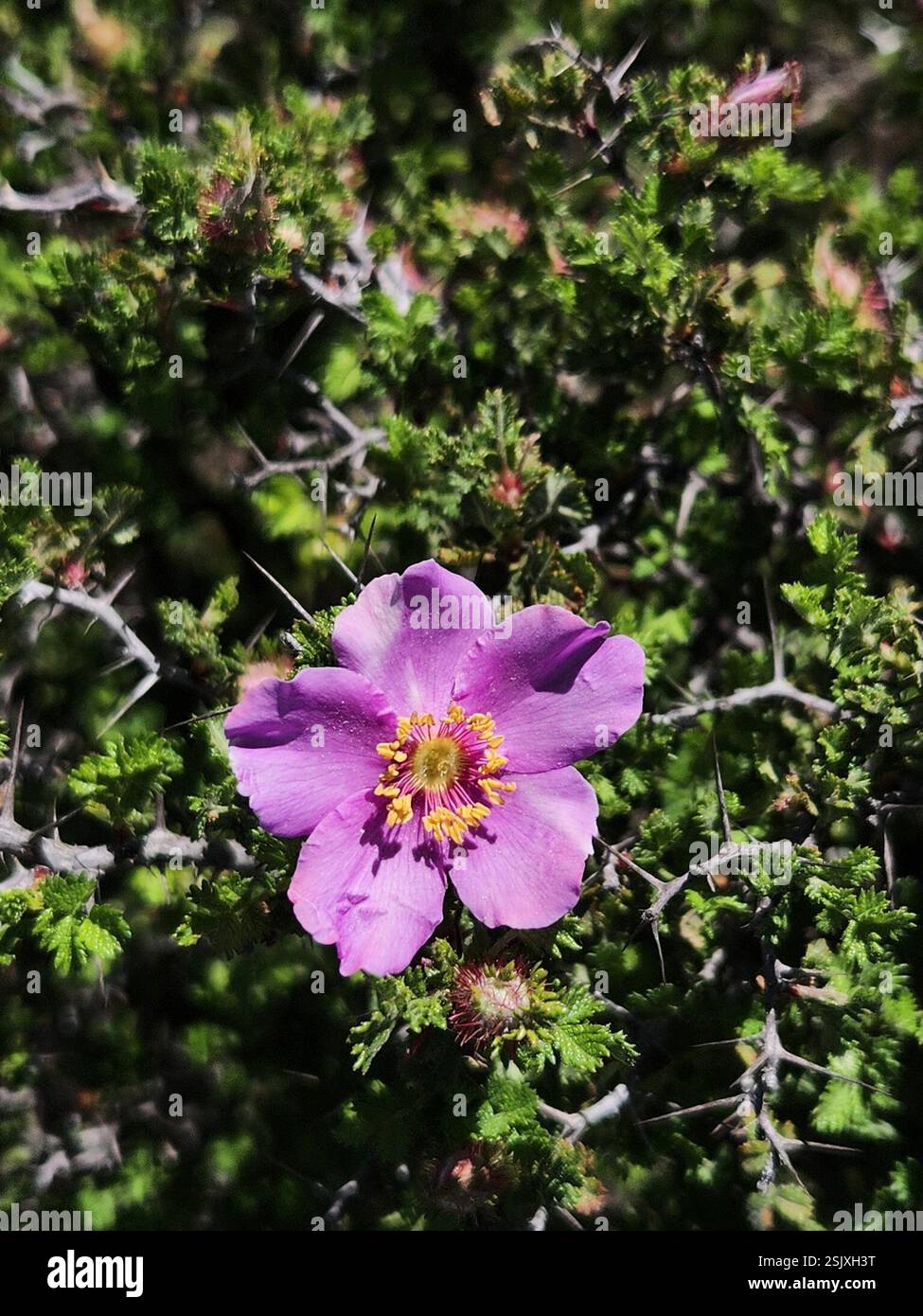 small-leaved rose (Rosa minutifolia), Plantae, Ensenada, MX-BN, MX ...