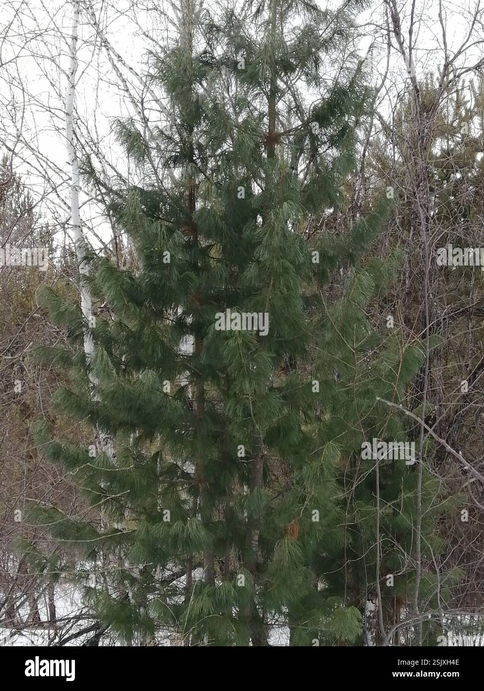 Siberian pine (Pinus sibirica), Plantae, Иркутская обл., Россия, 665490 ...