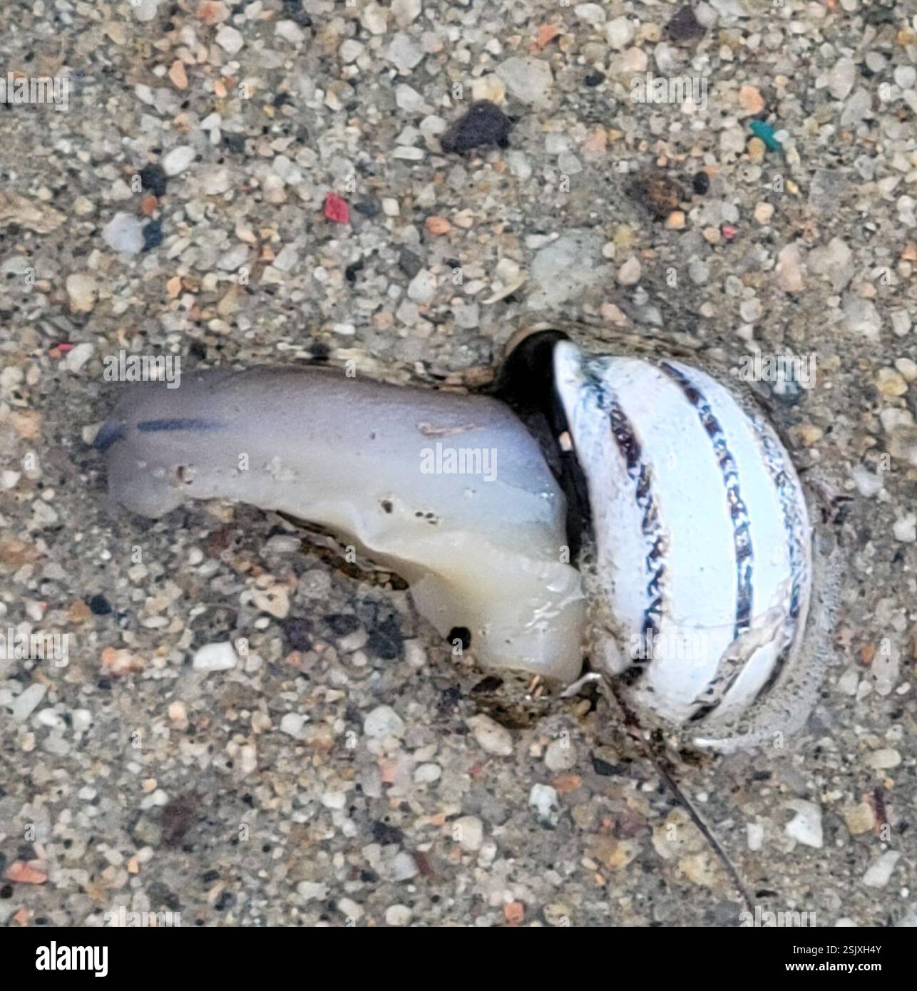 Milk Snail (Otala lactea), Mollusca, Pacific Avenue and Outrigger ...