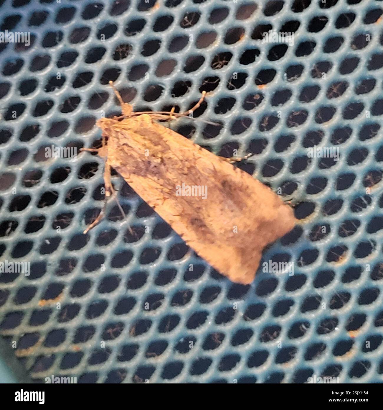Variegated Cutworm Moth (Peridroma saucia), Insecta, Venice, CA 90291, USA Stock Photo - Alamy
