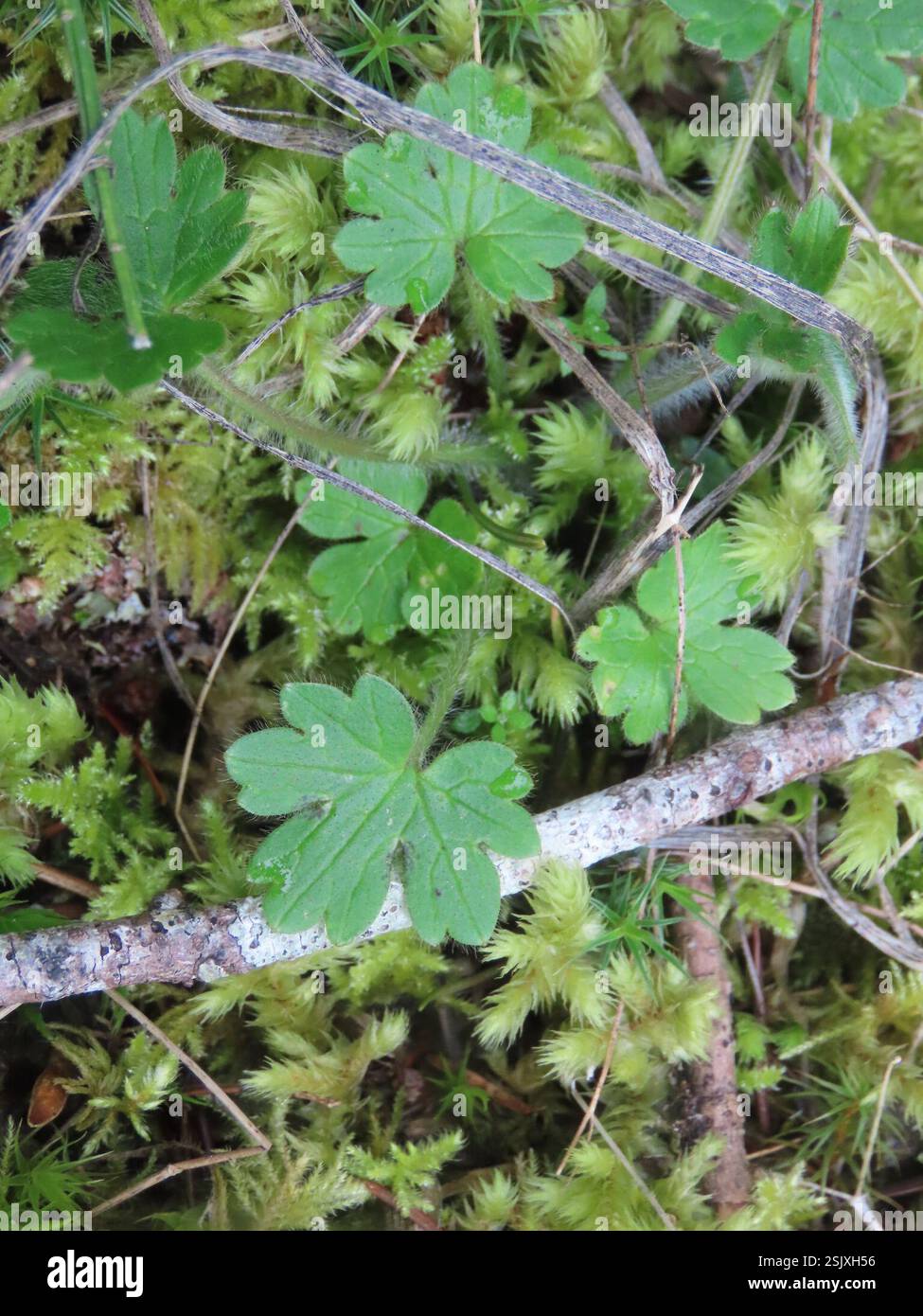 Western Buttercup (Ranunculus occidentalis), Plantae, View Royal, BC ...