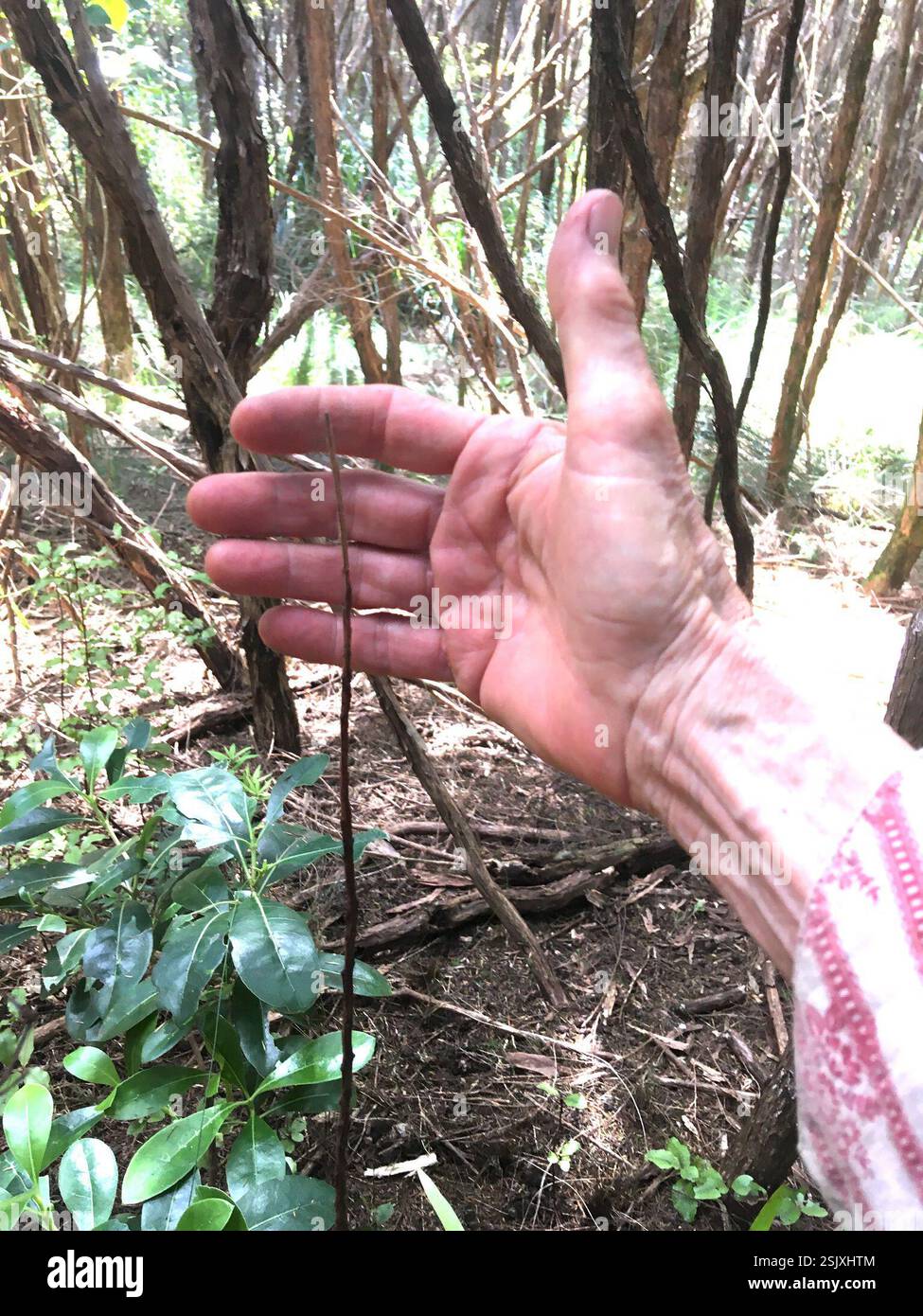 Tanekaha hi-res stock photography and images - Alamy