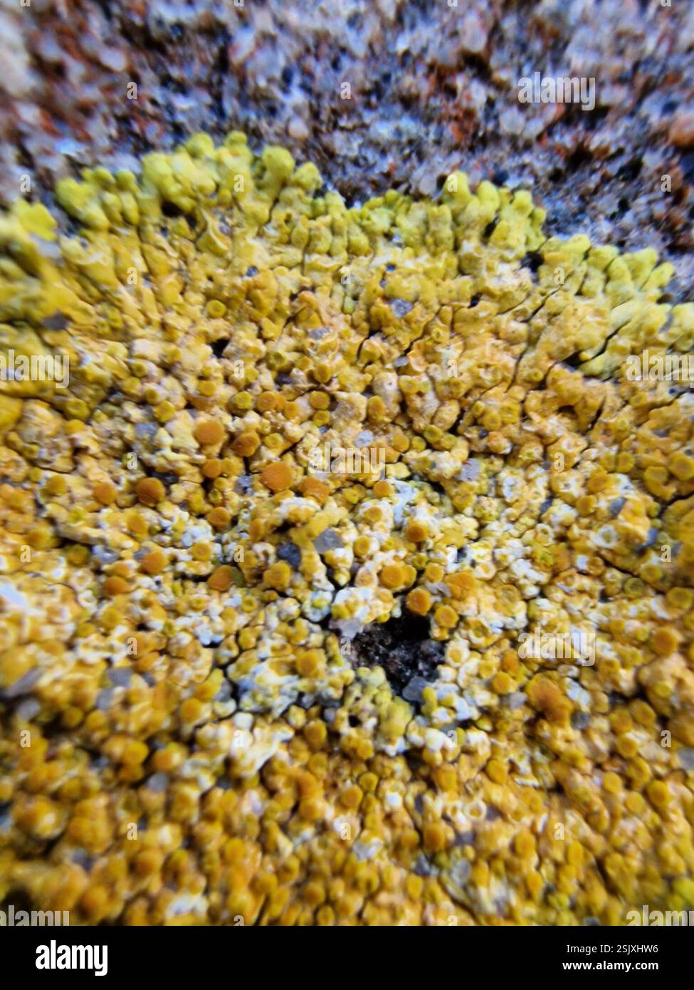 Limestone Lobed Firedot (Variospora flavescens), Fungi, Roslin EH25 9PX ...