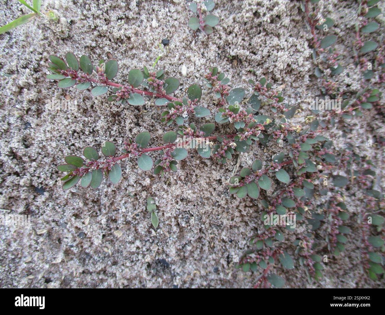 prostrate sandmat (Euphorbia prostrata), Plantae, Zambezi Region ...