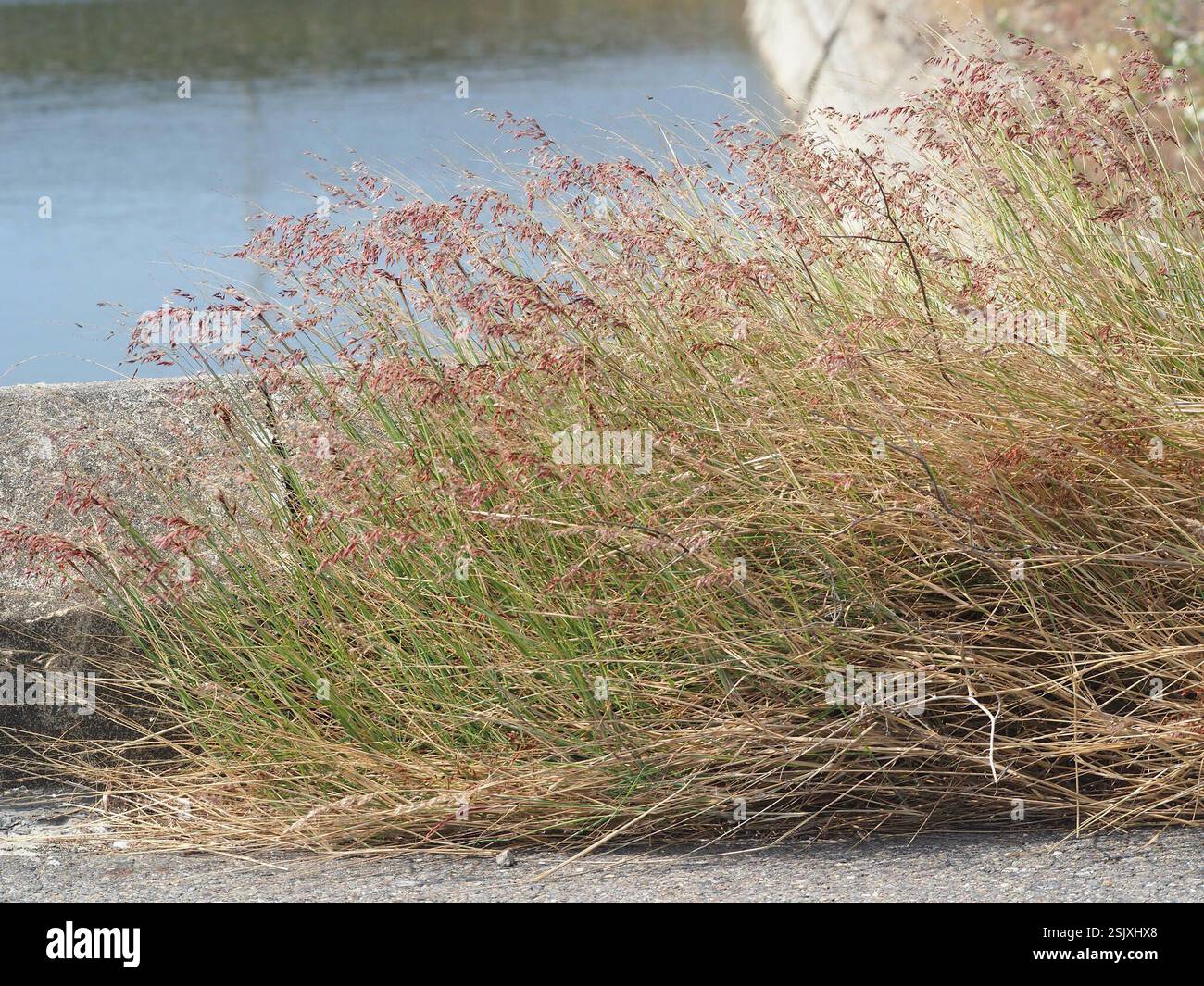Natal grass (Melinis repens), Plantae, 台灣嘉義縣 Stock Photo - Alamy