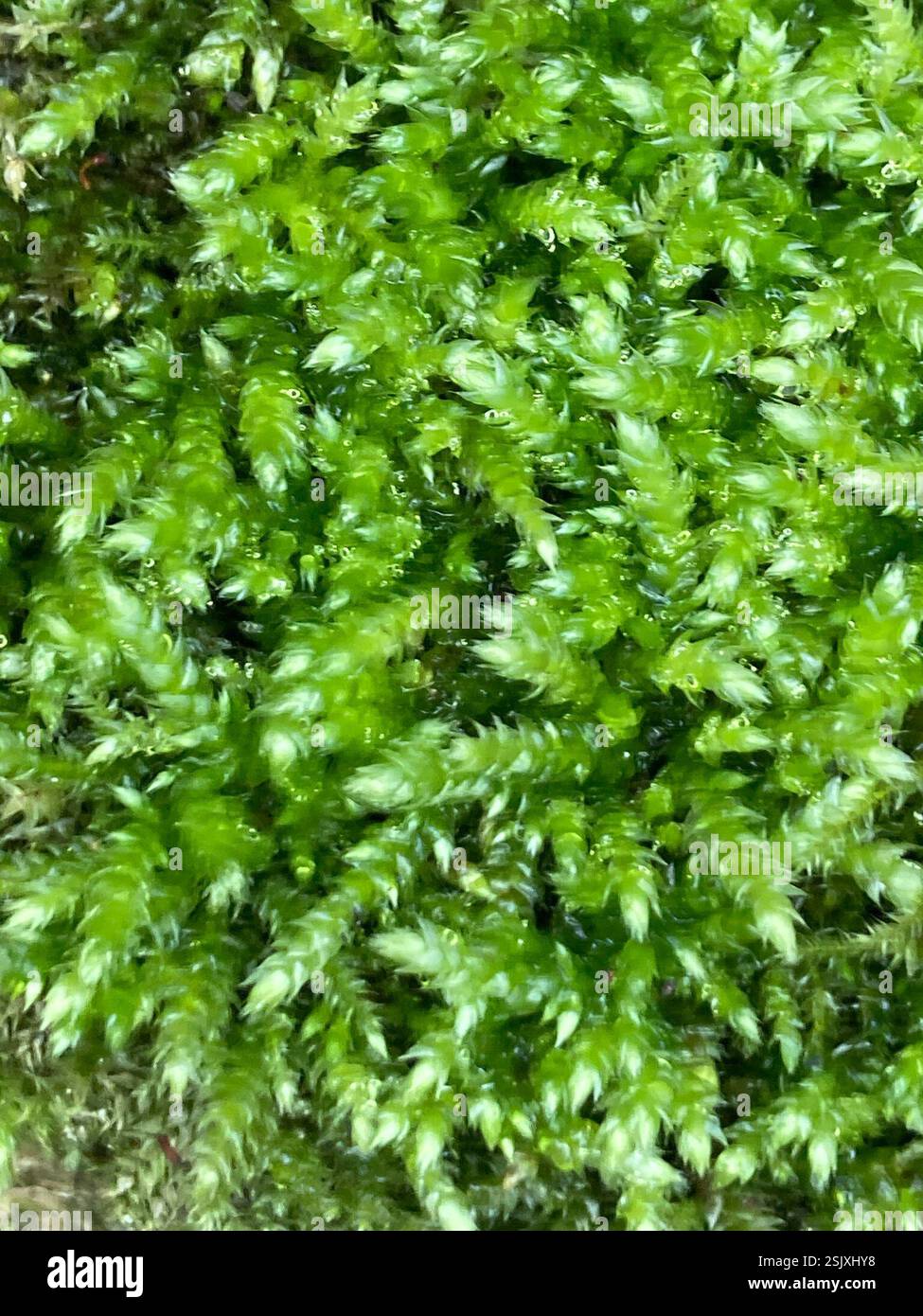 Rough-stalked Feather-moss (Brachythecium rutabulum), Plantae, Richmond ...