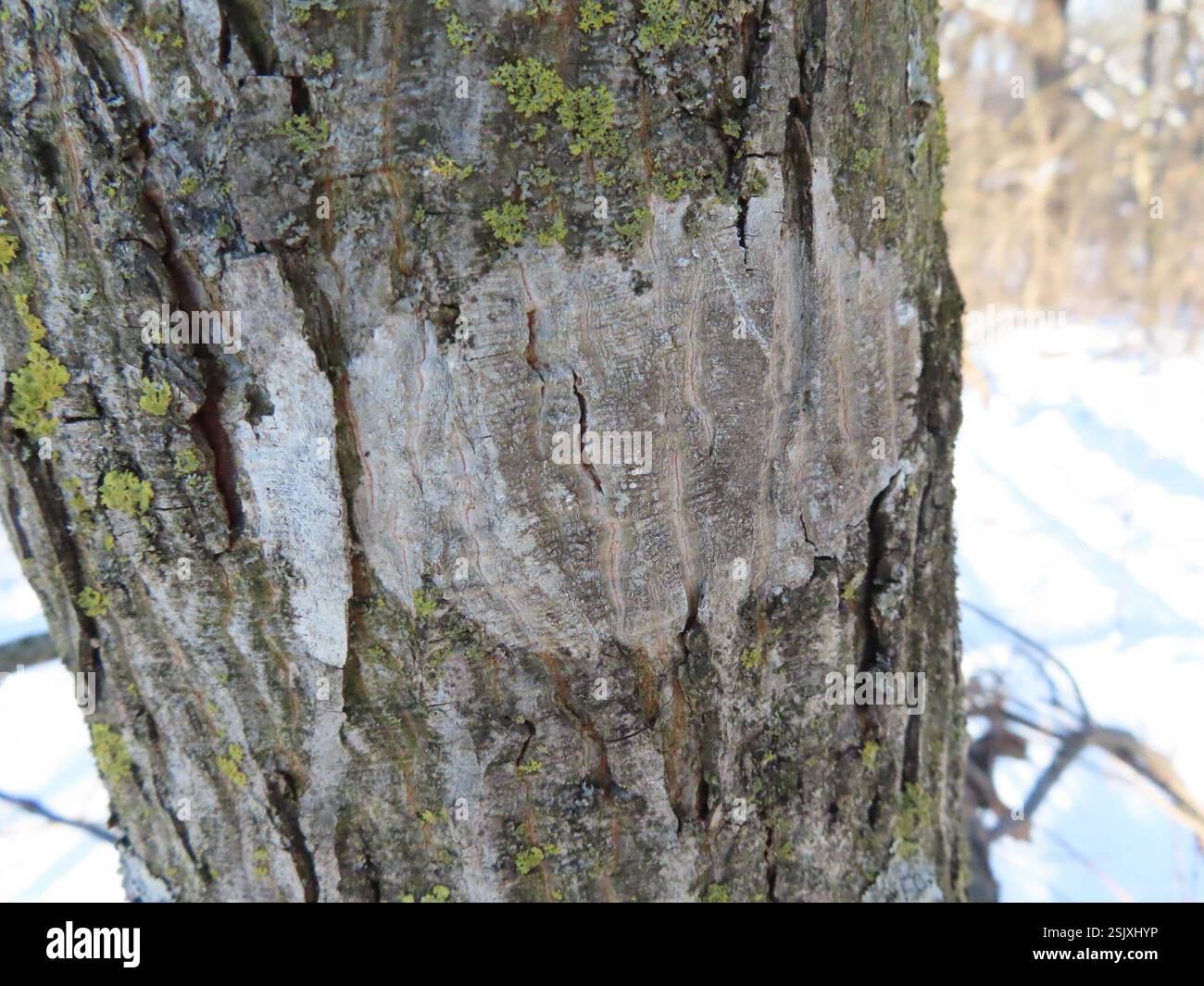 Common Script Lichen (Graphis scripta), Fungi, Dane, Wisconsin, United ...