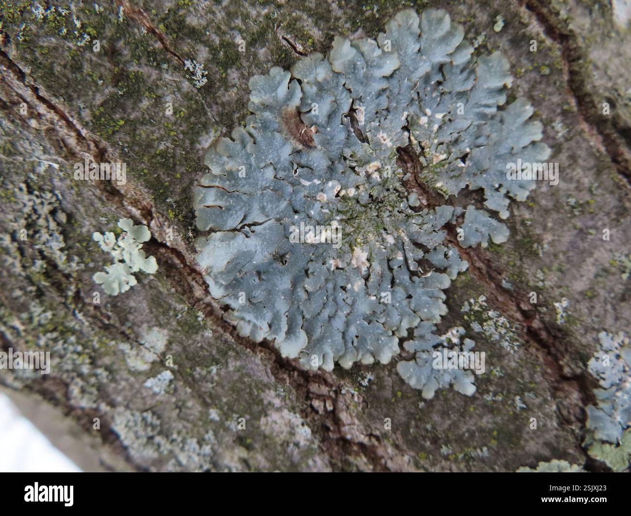 rough speckled shield lichen (Punctelia rudecta), Fungi, Devil's Lake ...
