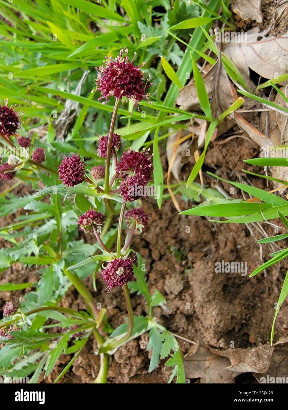 Purple Sanicle (Sanicula bipinnatifida), Plantae, Coyote Lake-Harvey ...