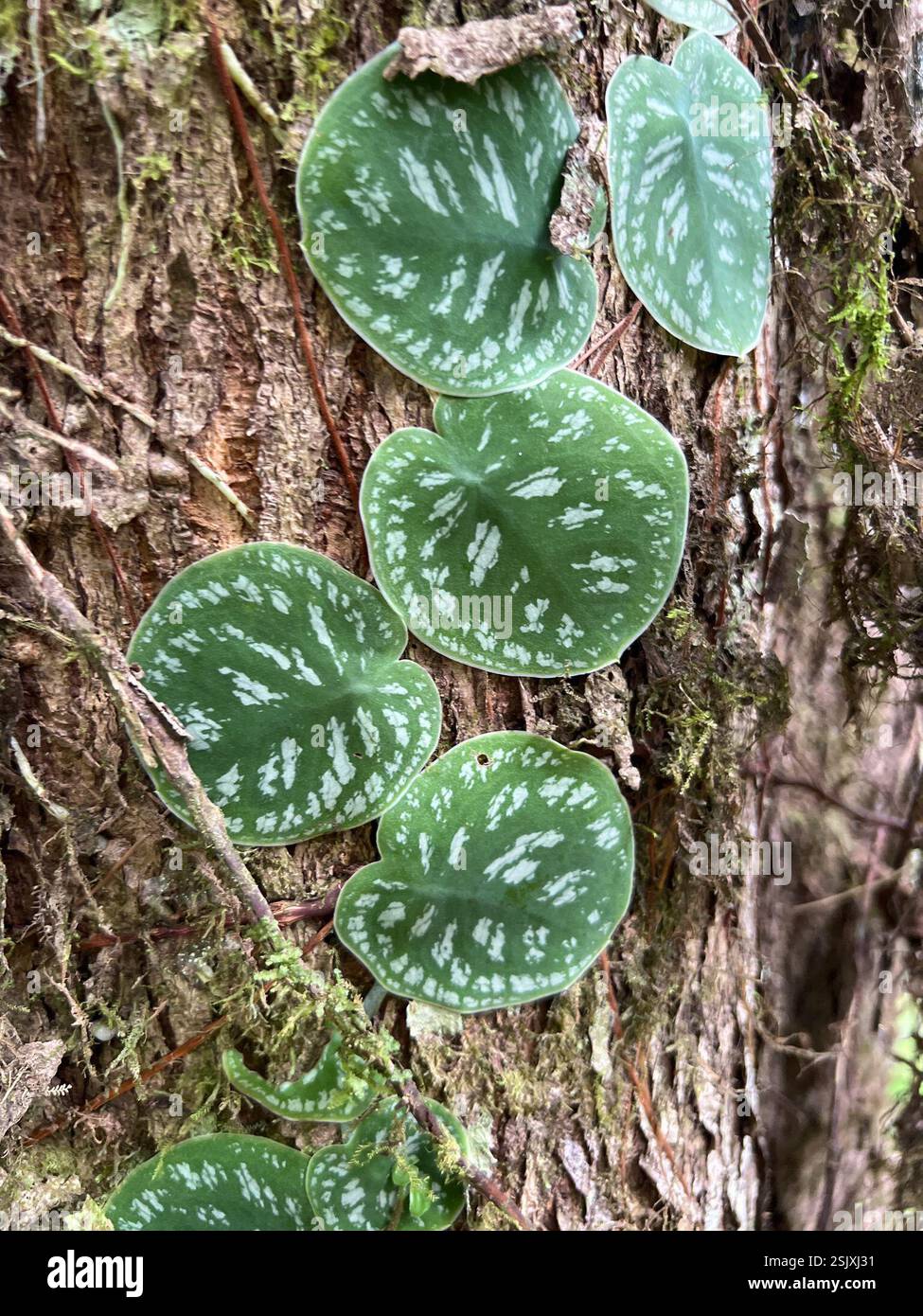 (Monstera tuberculata brevinoda), Plantae, Sarapiquí, CR-HE, CR Stock ...