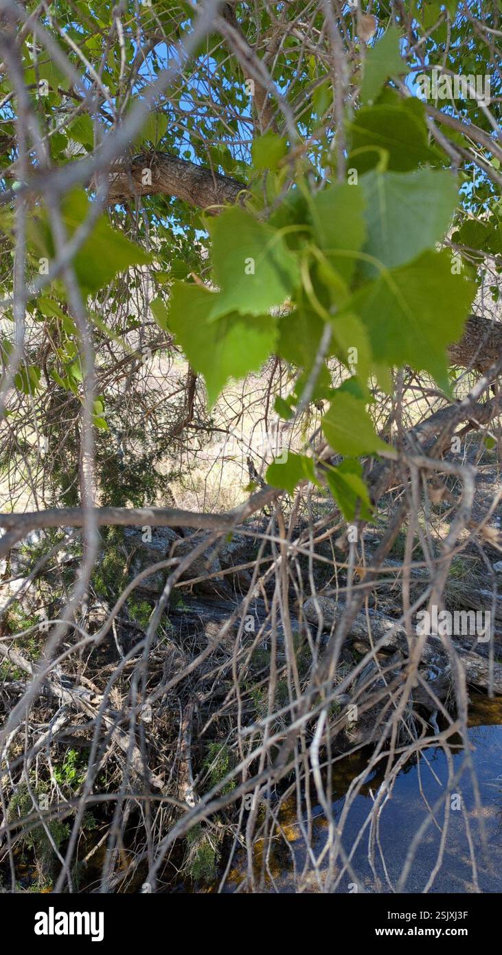 Fremont Cottonwood (Populus fremontii), Plantae, Pima County, US-AZ, US ...