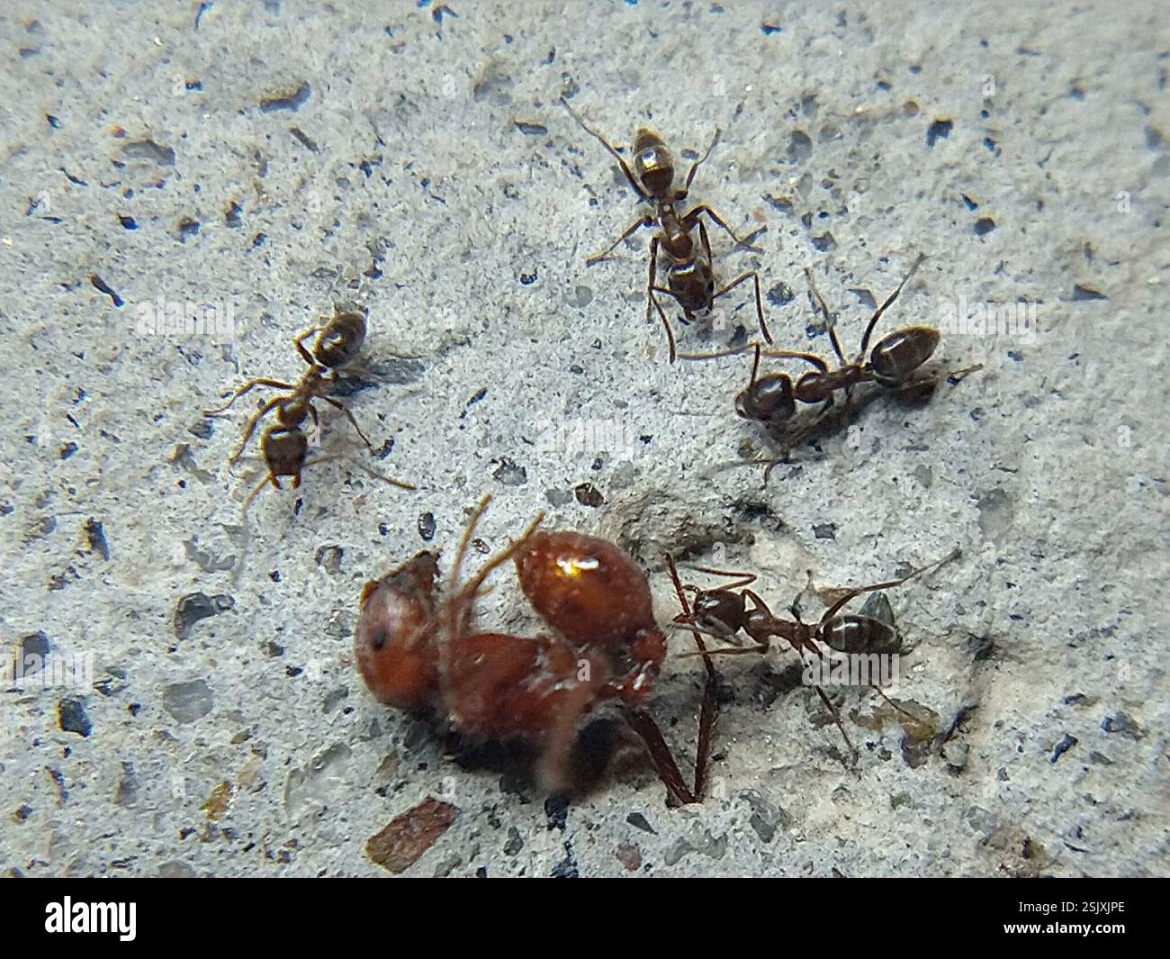 Argentine Ant (Linepithema humile), Insecta, California State ...