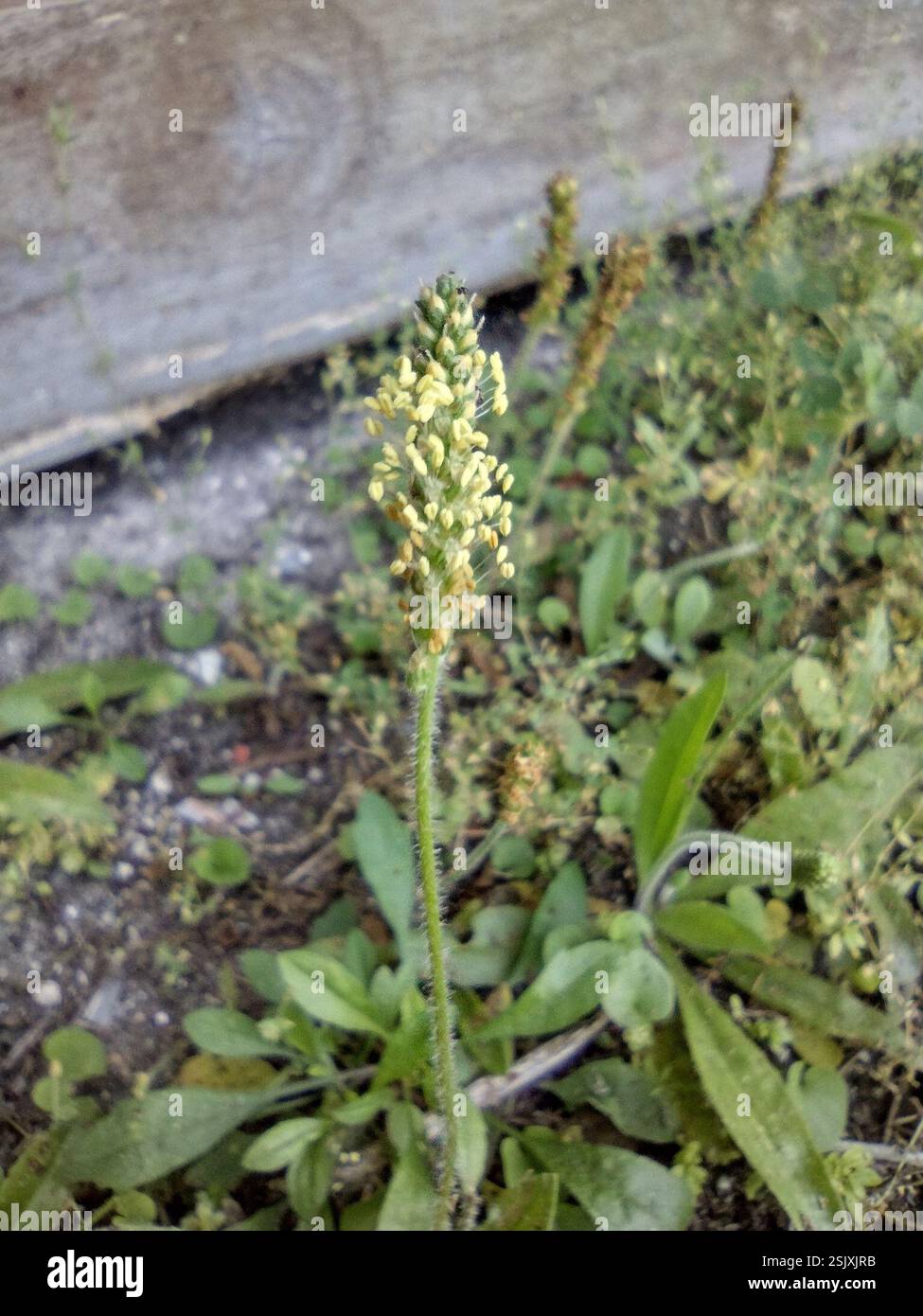 dwarf plantain (Plantago virginica), Plantae, Palm Coast, FL 32137, USA ...
