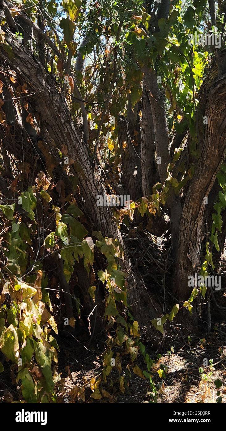 desert ironwood (Olneya tesota), Plantae, Loreto, MX-BS, MX Stock Photo ...