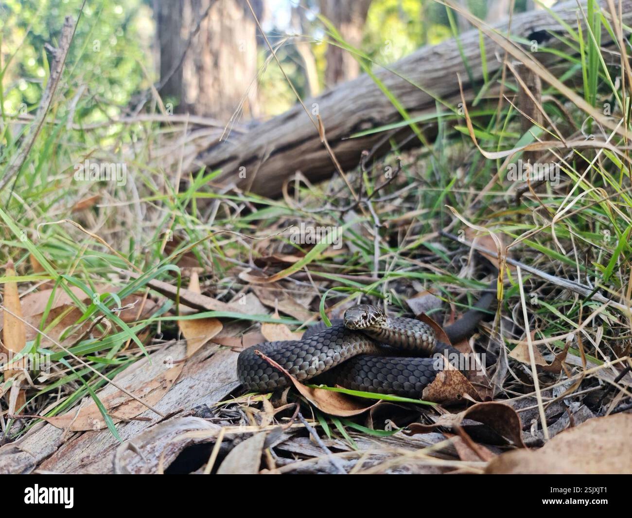 Pygmy Copperhead (Austrelaps labialis), Reptilia, Stop 43 Mt Barker Rd ...