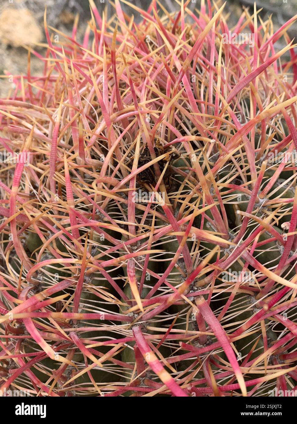 California Barrel Cactus (Ferocactus cylindraceus), Plantae, Joshua ...