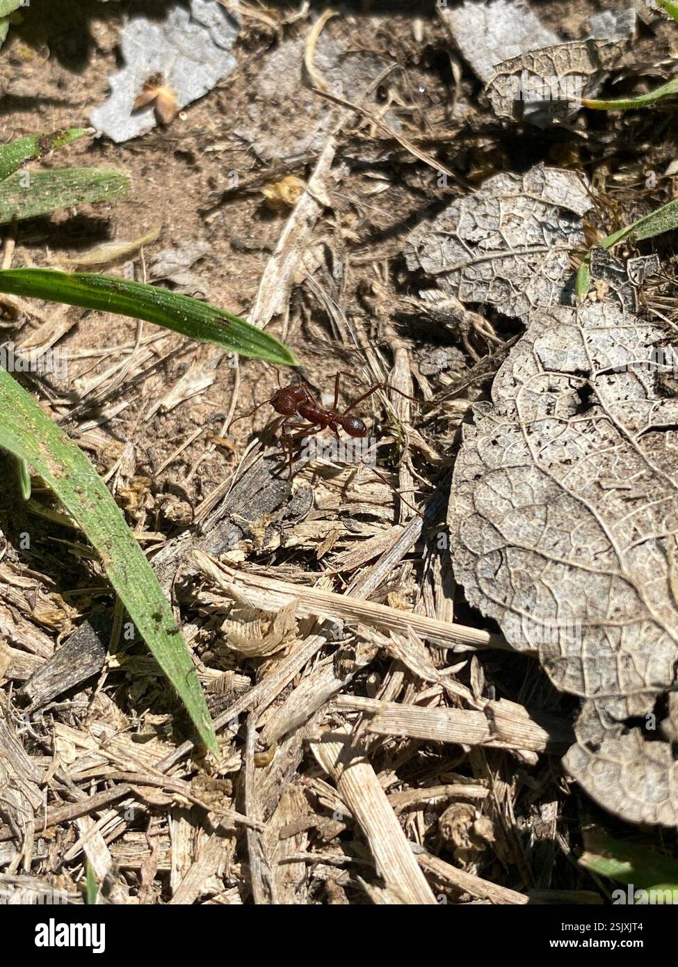 Texas Leafcutter Ant (Atta texana), Insecta, Roy G. Guerrero Colorado ...