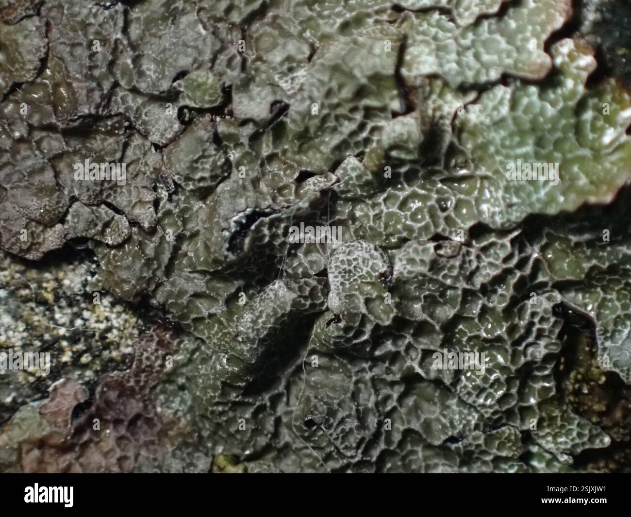shield lichens (Parmelia), Fungi, Oak Bay, BC, Canada Stock Photo - Alamy