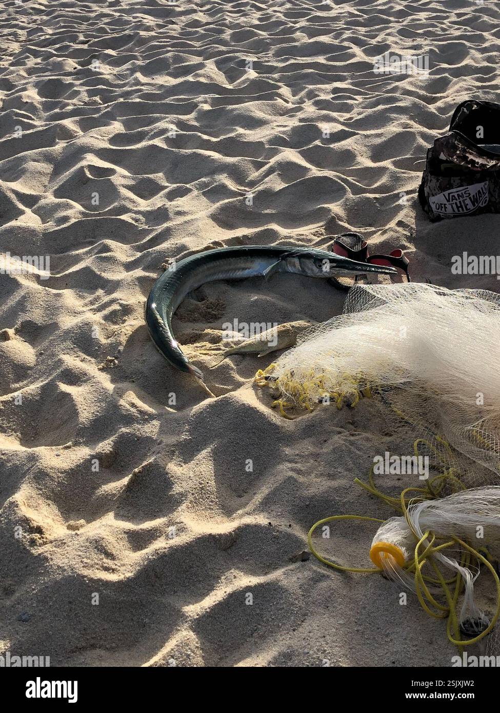 Mexican Needlefish (Tylosurus fodiator), Actinopterygii, MX Stock Photo ...
