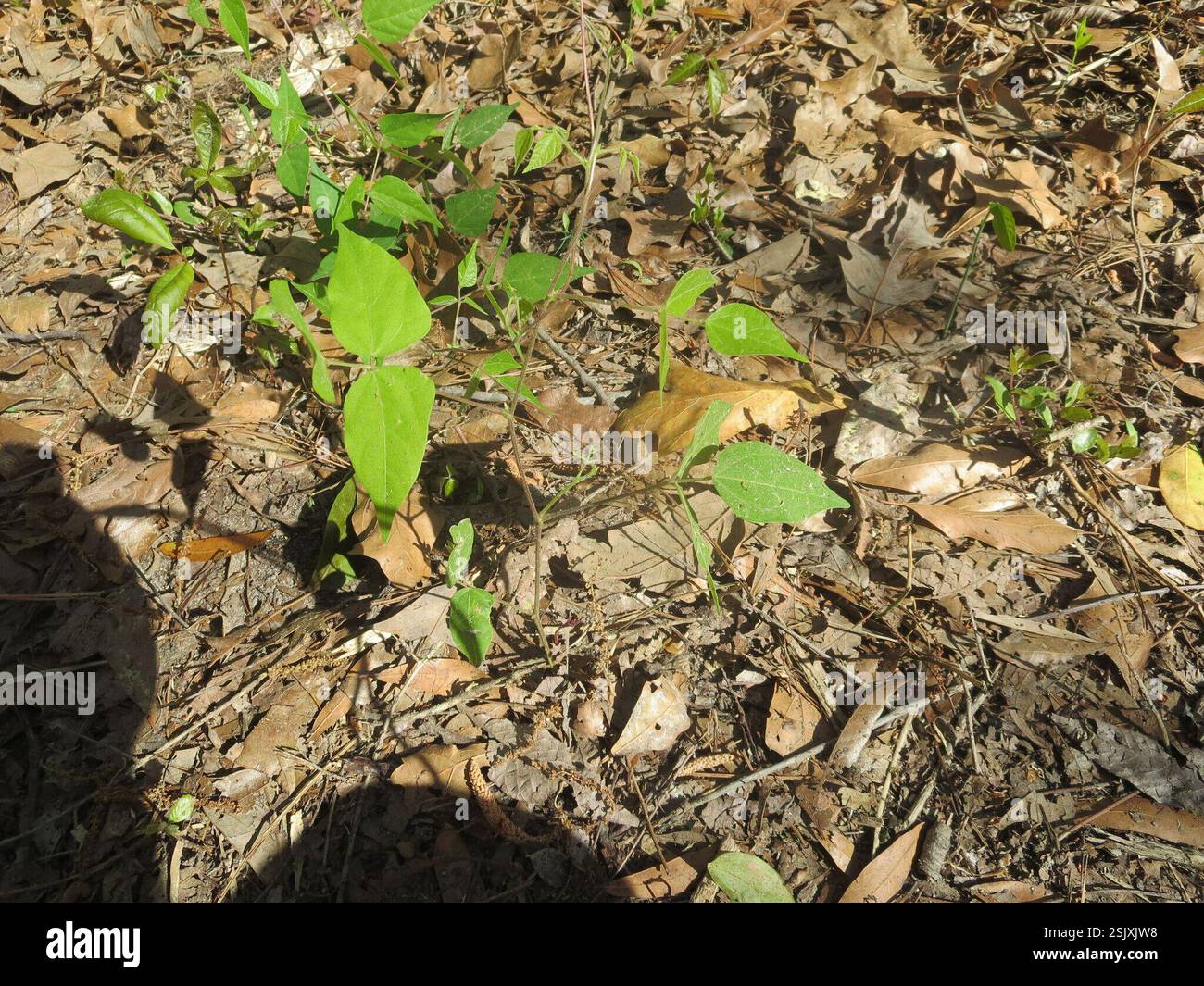 legumes (Fabaceae), Plantae, Windsor Forest, Savannah, GA, USA Stock ...