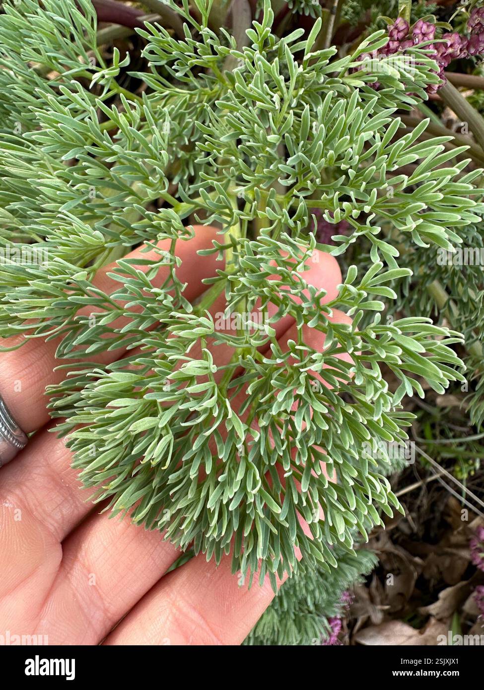 Columbia Desert Parsley (Lomatium columbianum), Plantae, Columbia River ...
