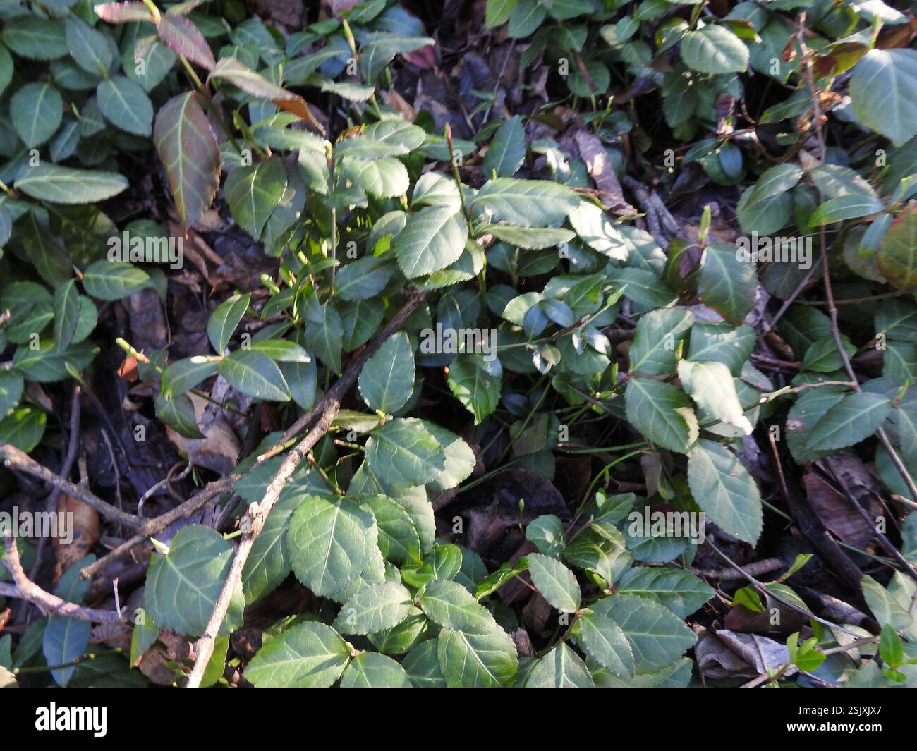 fortune's spindle (Euonymus fortunei), Plantae, Clifton, Cincinnati, OH ...