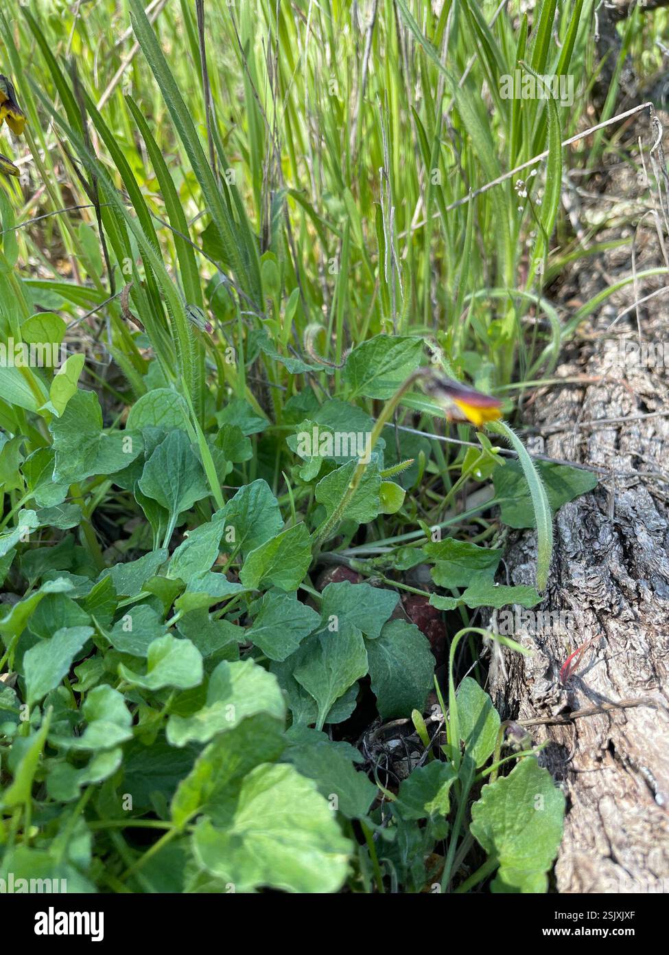 violets (Viola), Plantae, Pinnacles National Park, San Benito ...