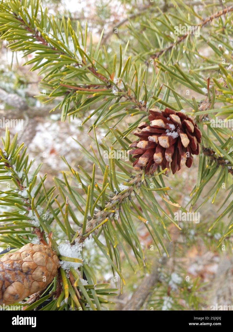 Jack pine (Pinus banksiana), Plantae, Hazel Bird Nature Reserve Stock ...