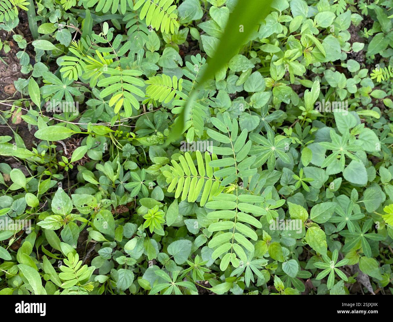 Chamberbitter (Phyllanthus urinaria), Plantae, Louisiana, US Stock ...
