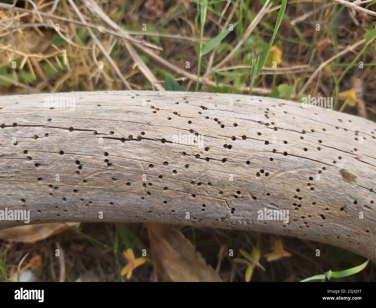 Beetles (Coleoptera), Insecta, W9WF+MH9 Miżieb Woodland Public Reserve ...